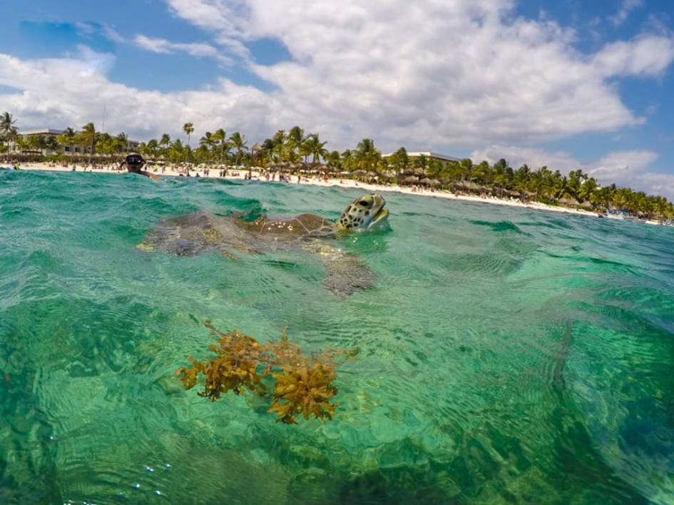 Turtle Snorkeling Akumal- Amazing Adventures - Mexico Sol Tours